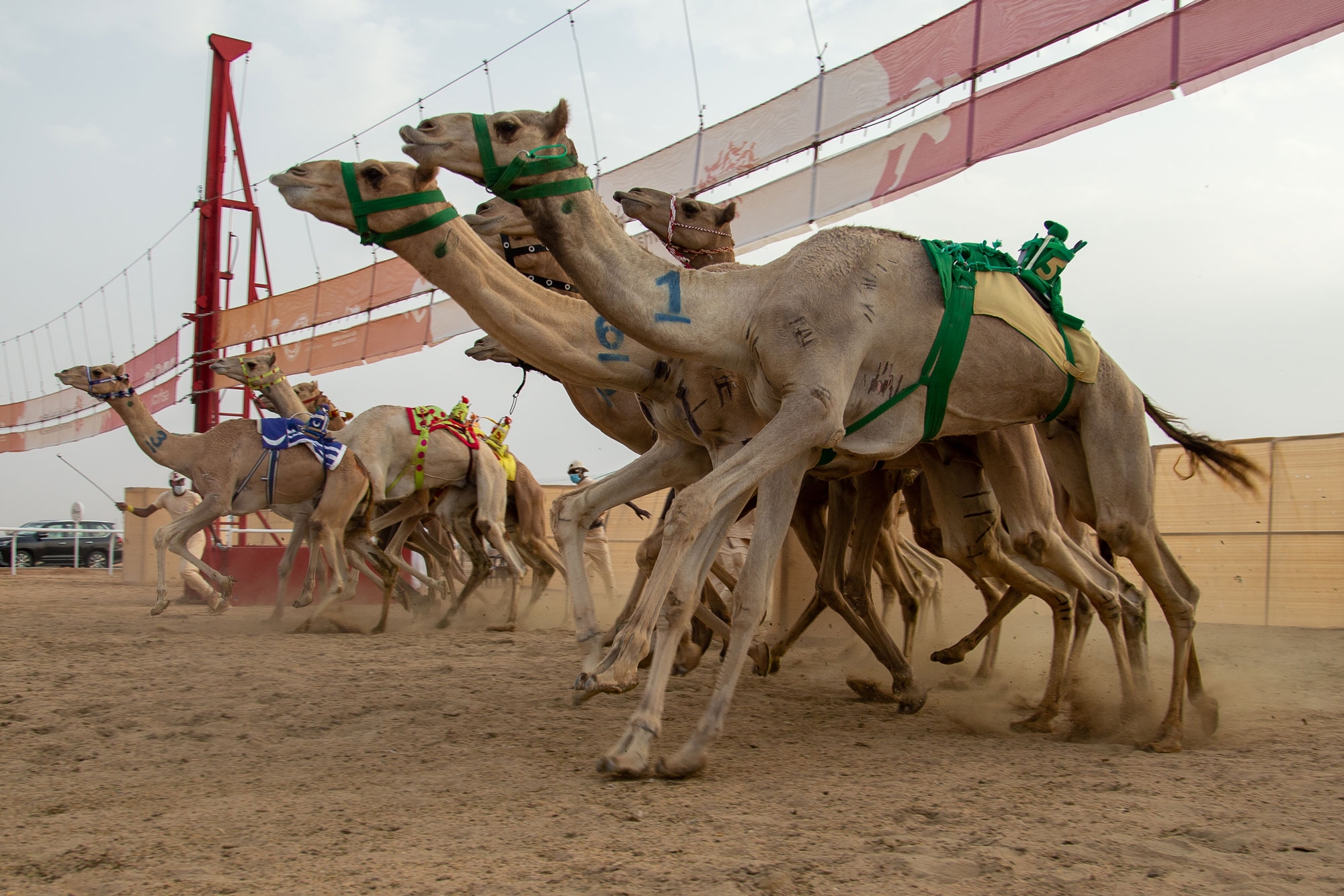 Why Did the Crown Prince Camel Festival Enter the Guinness Book of ...