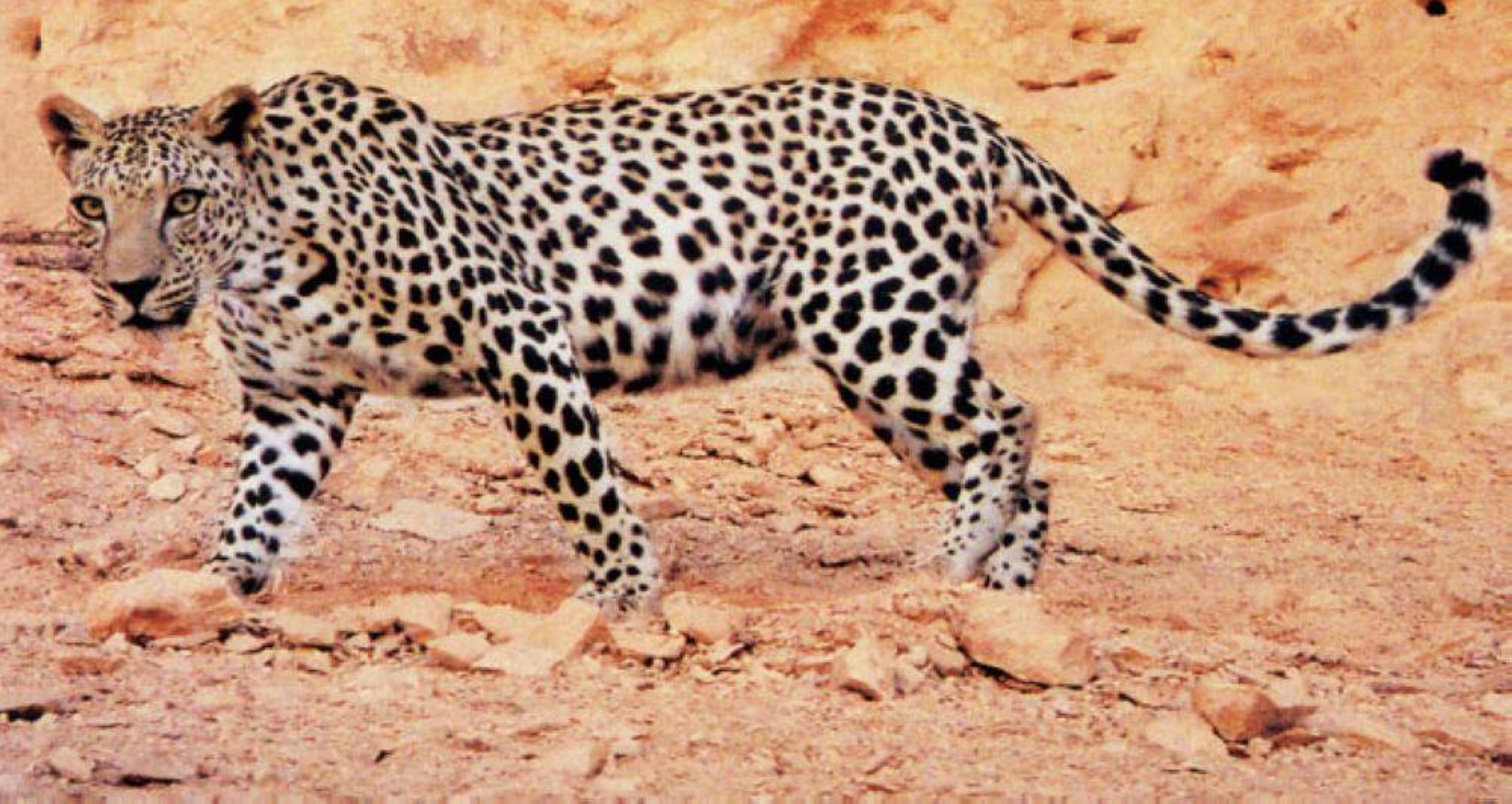 Where does the Arabian leopard live? - Saudipedia