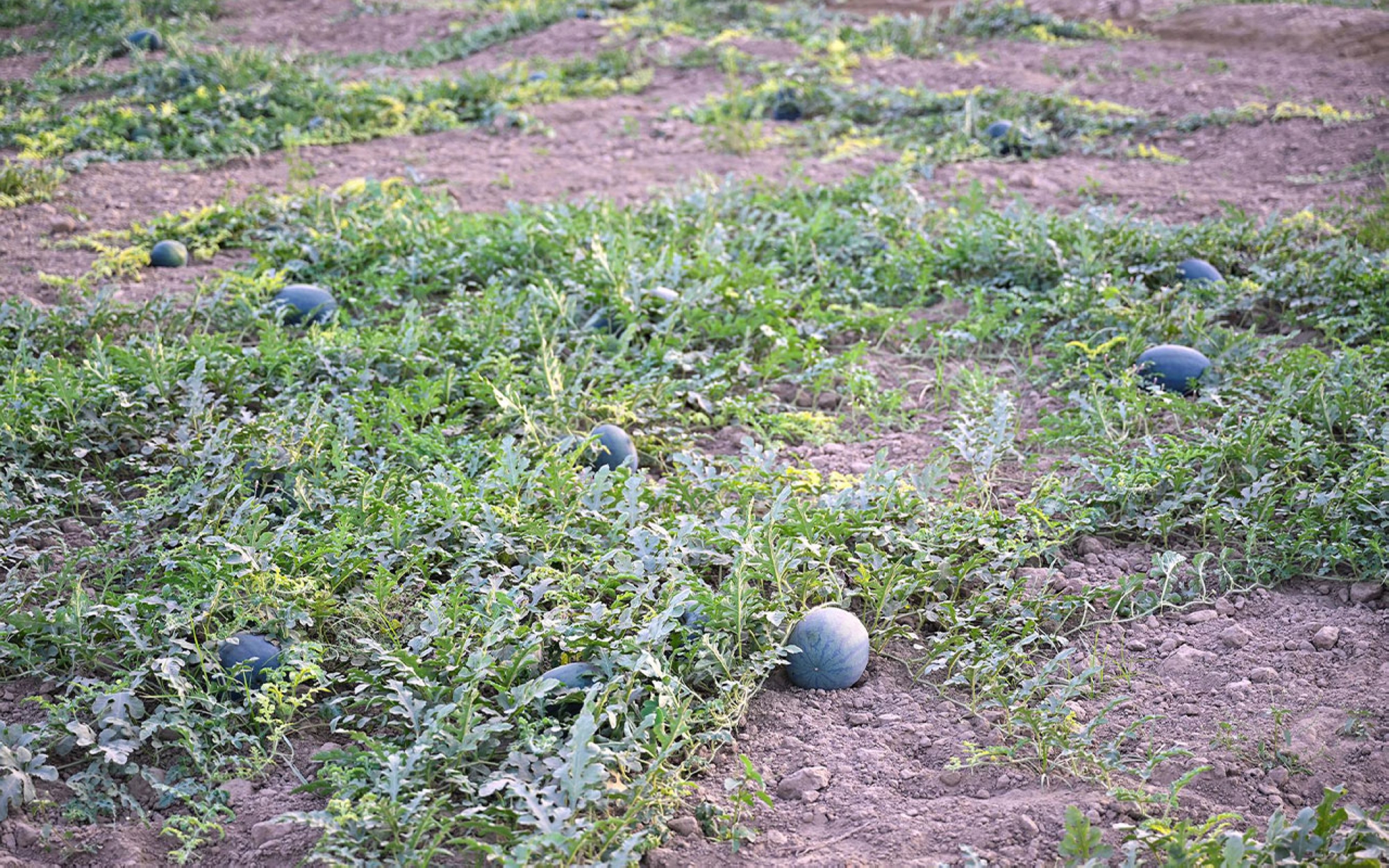 Watermelon Cultivation in the Kingdom - Saudipedia