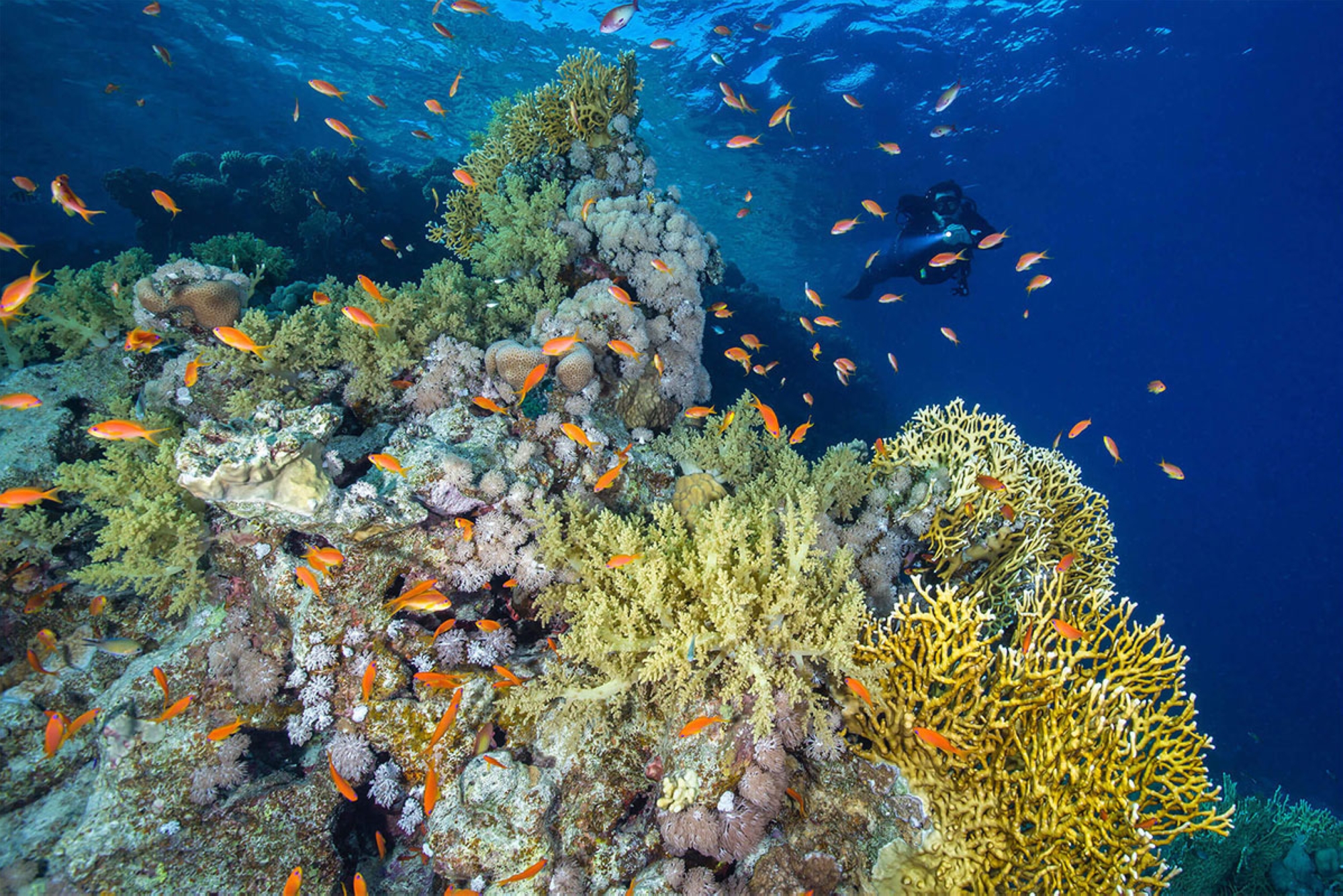 How Many Species of Fish Are There in the Red Sea and the Arabian Gulf ...