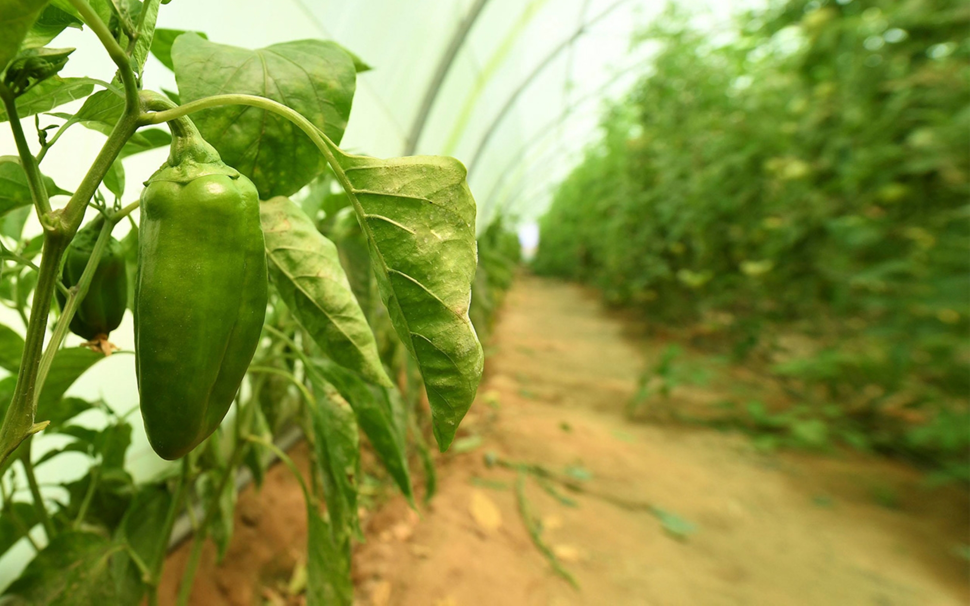 Vegetable Cultivation in the Kingdom - Saudipedia