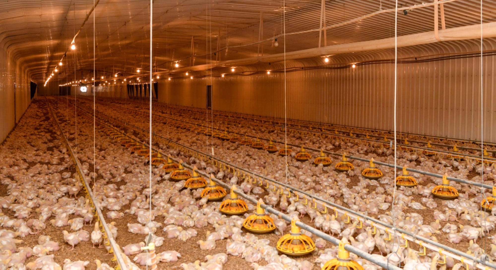 Poultry Farming in Saudi Arabia - Saudipedia