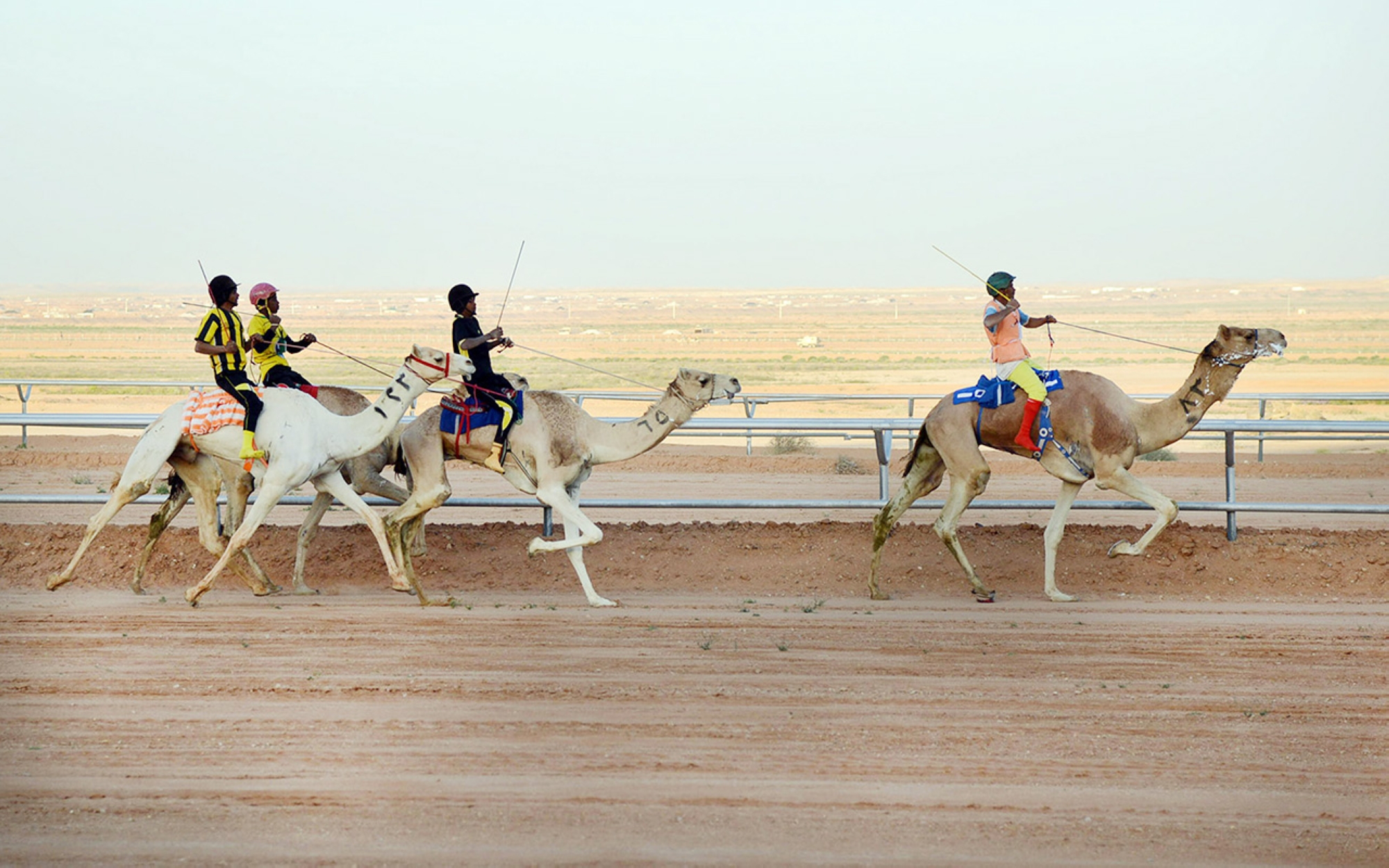 Crown Prince Camel Festival - Saudipedia