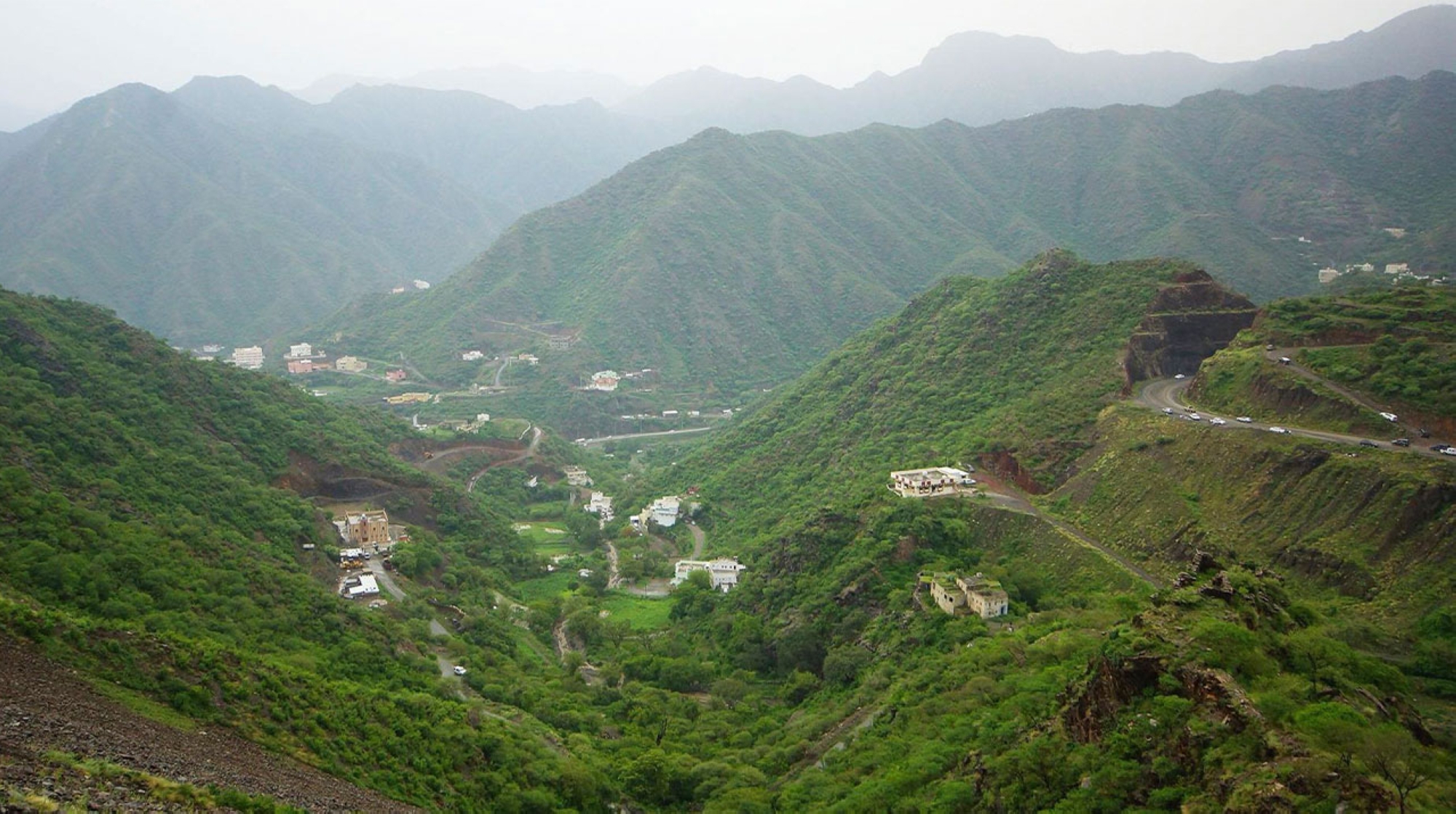 List of Types of Forests in Saudi Arabia - Saudipedia