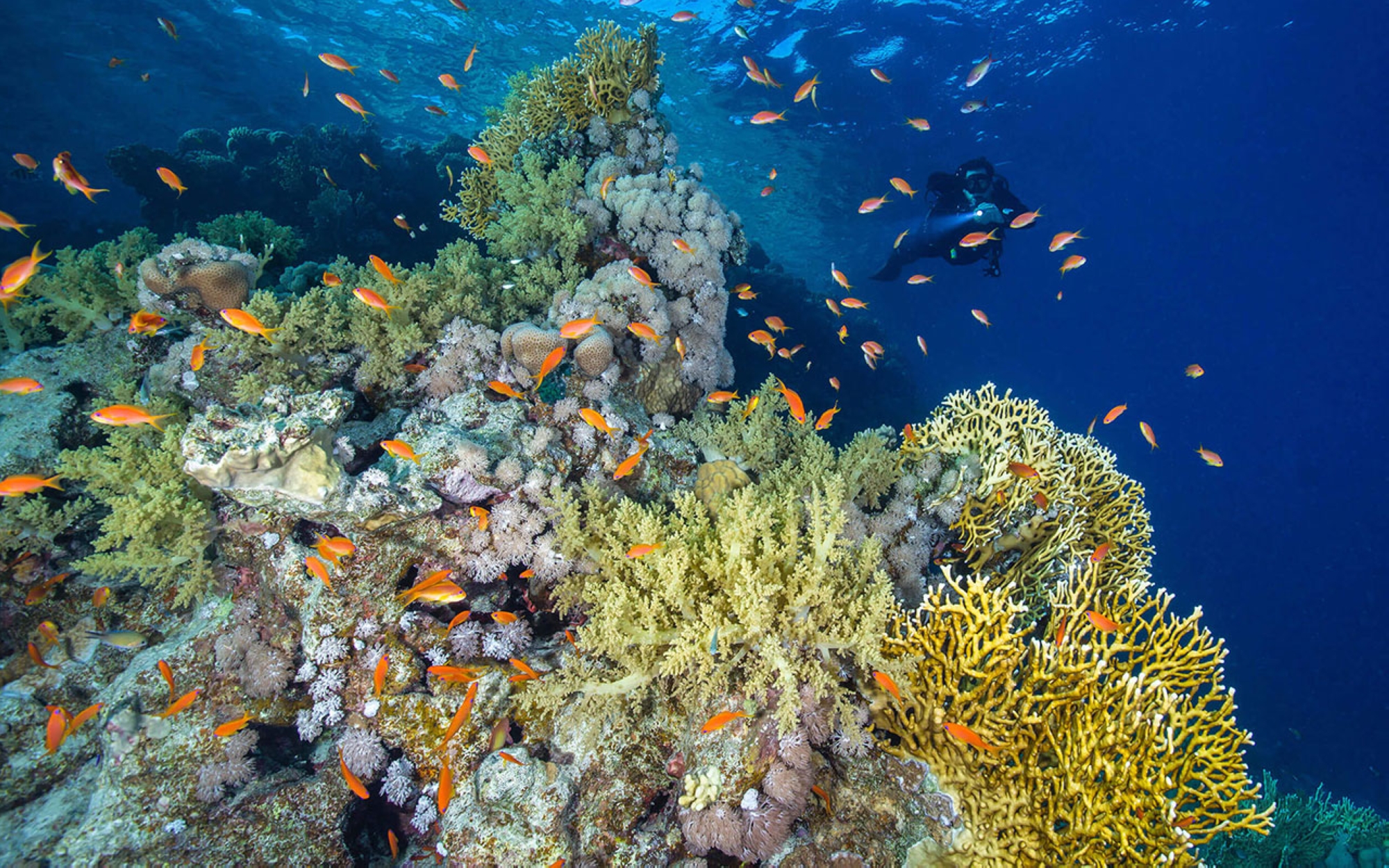 List of Ten Saudi Coral Reefs in the Red Sea - Saudipedia