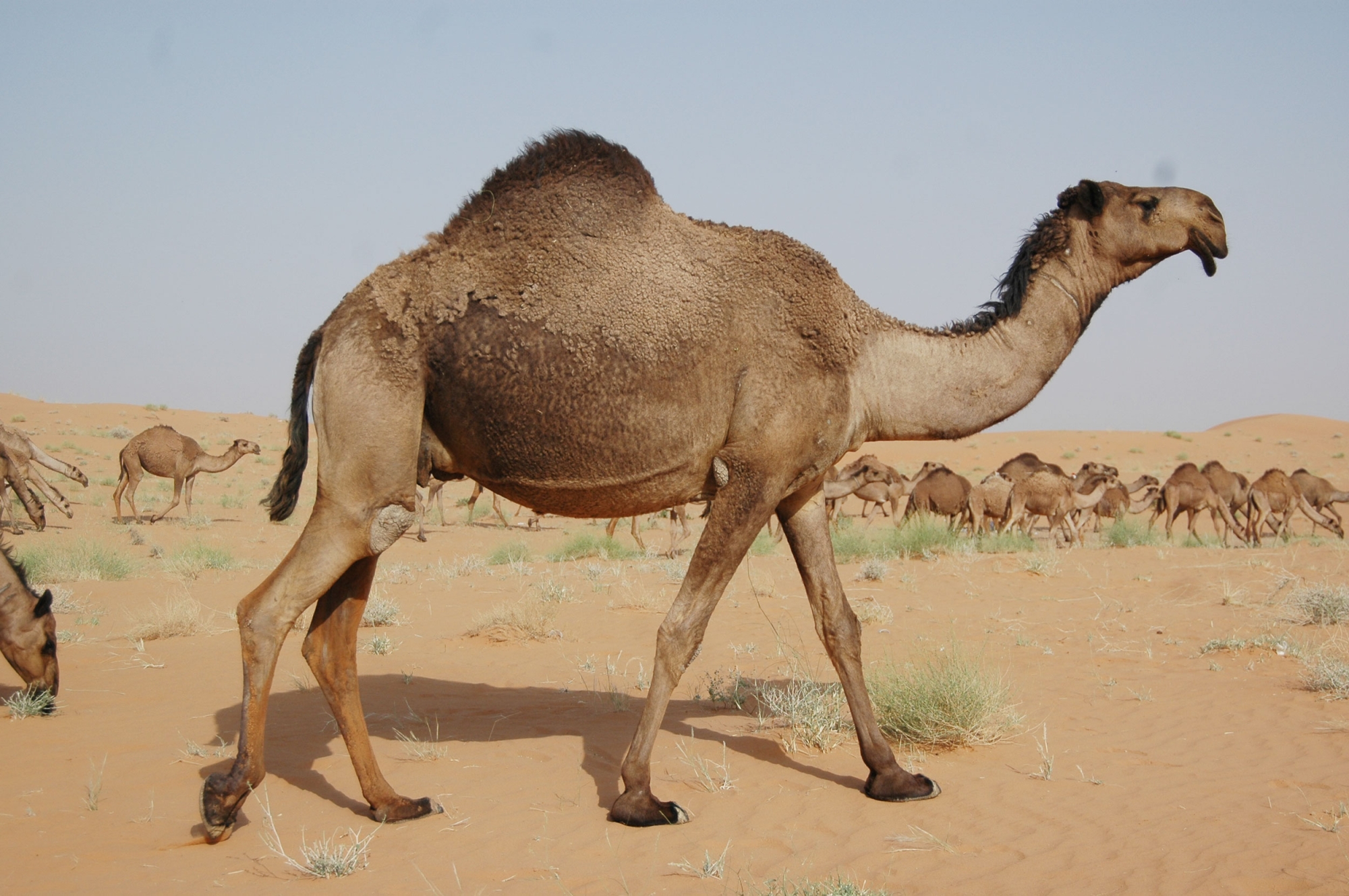 Why Are Camels Considered a National Symbol in Saudi Arabia? - Saudipedia