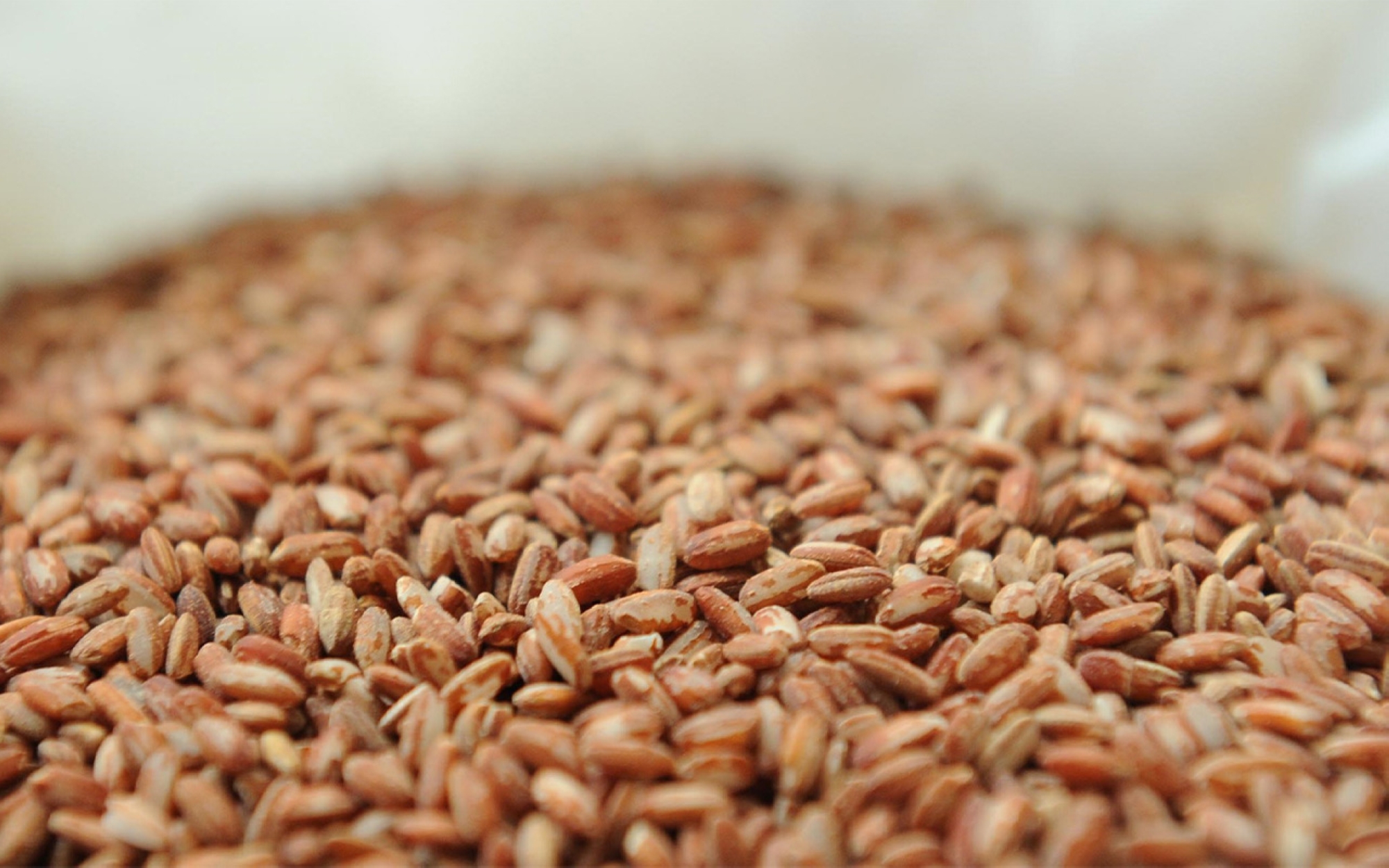 Hasawi Rice - Saudipedia