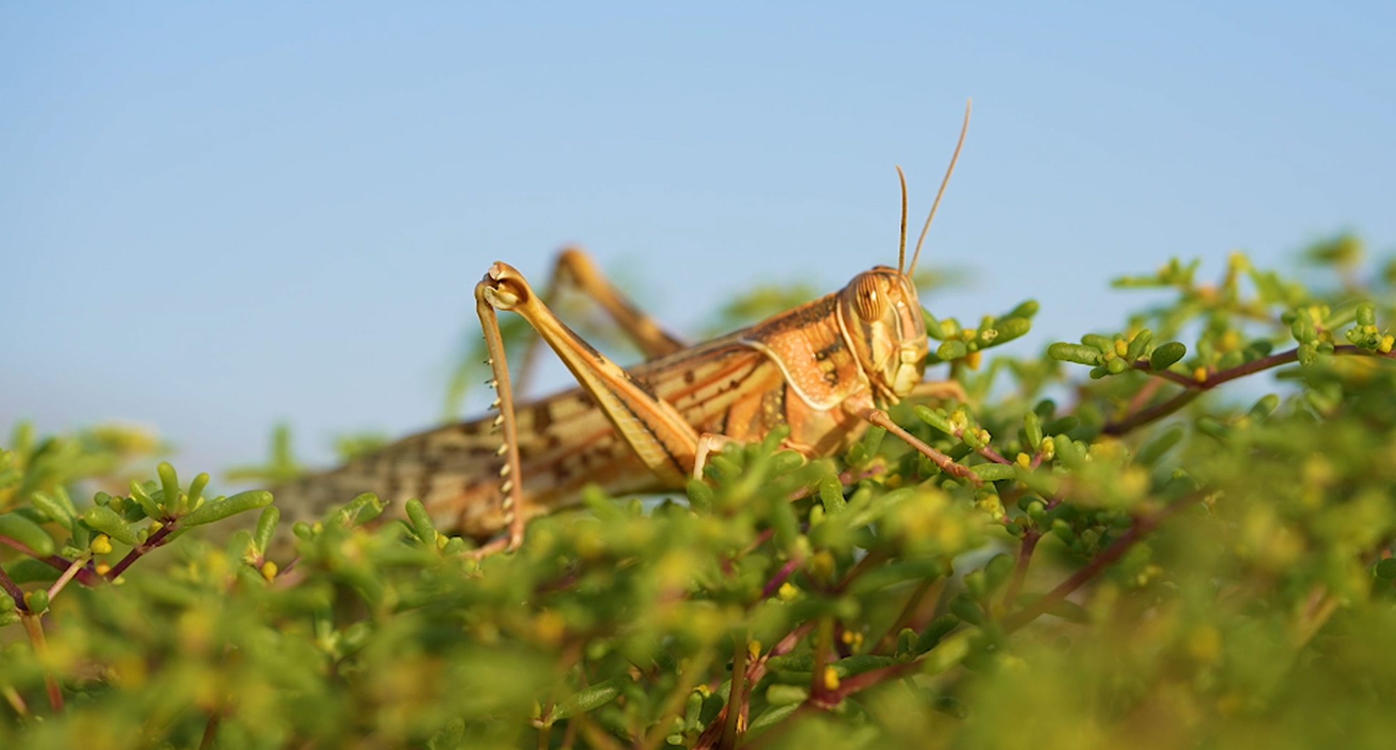 Locusts in Saudi Arabia - Saudipedia