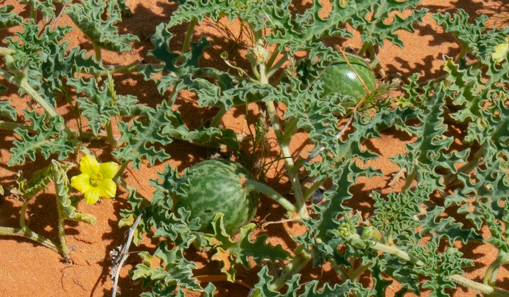 Colocynth Plant - Saudipedia