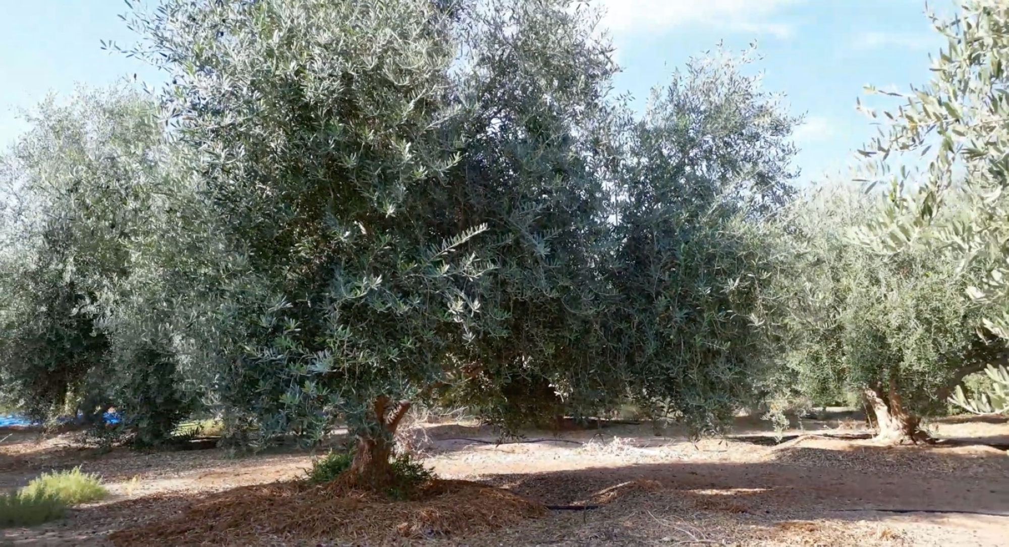 Olive Tree - Saudipedia