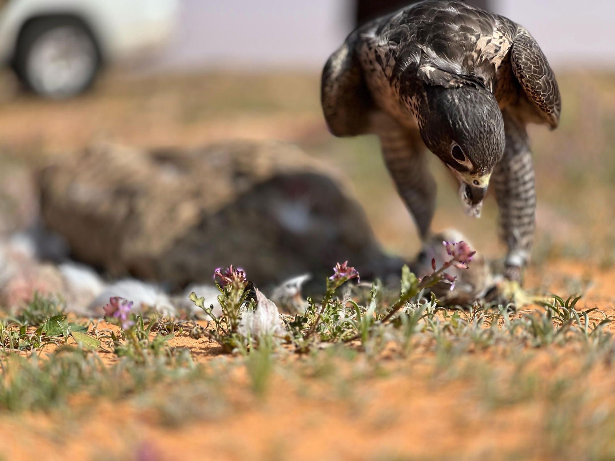 Sustainable Wild Hunting Reserves in Saudi Arabia - Saudipedia