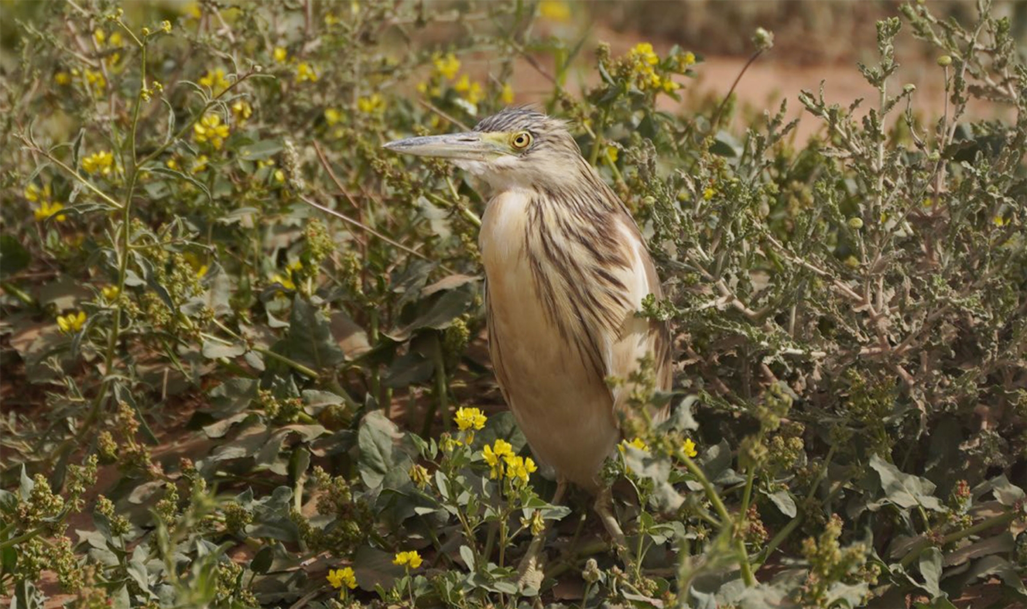 Little Bittern - Saudipedia