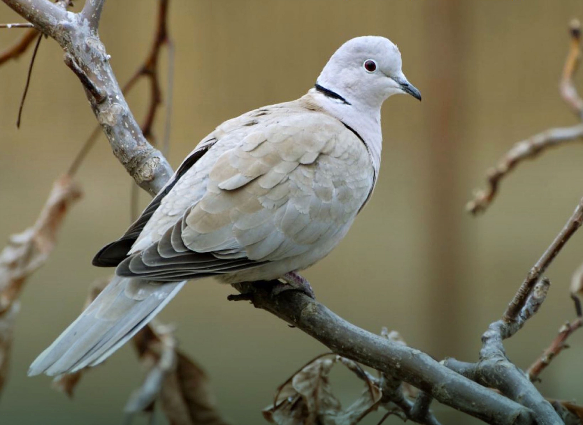 African Collared Dove - Saudipedia