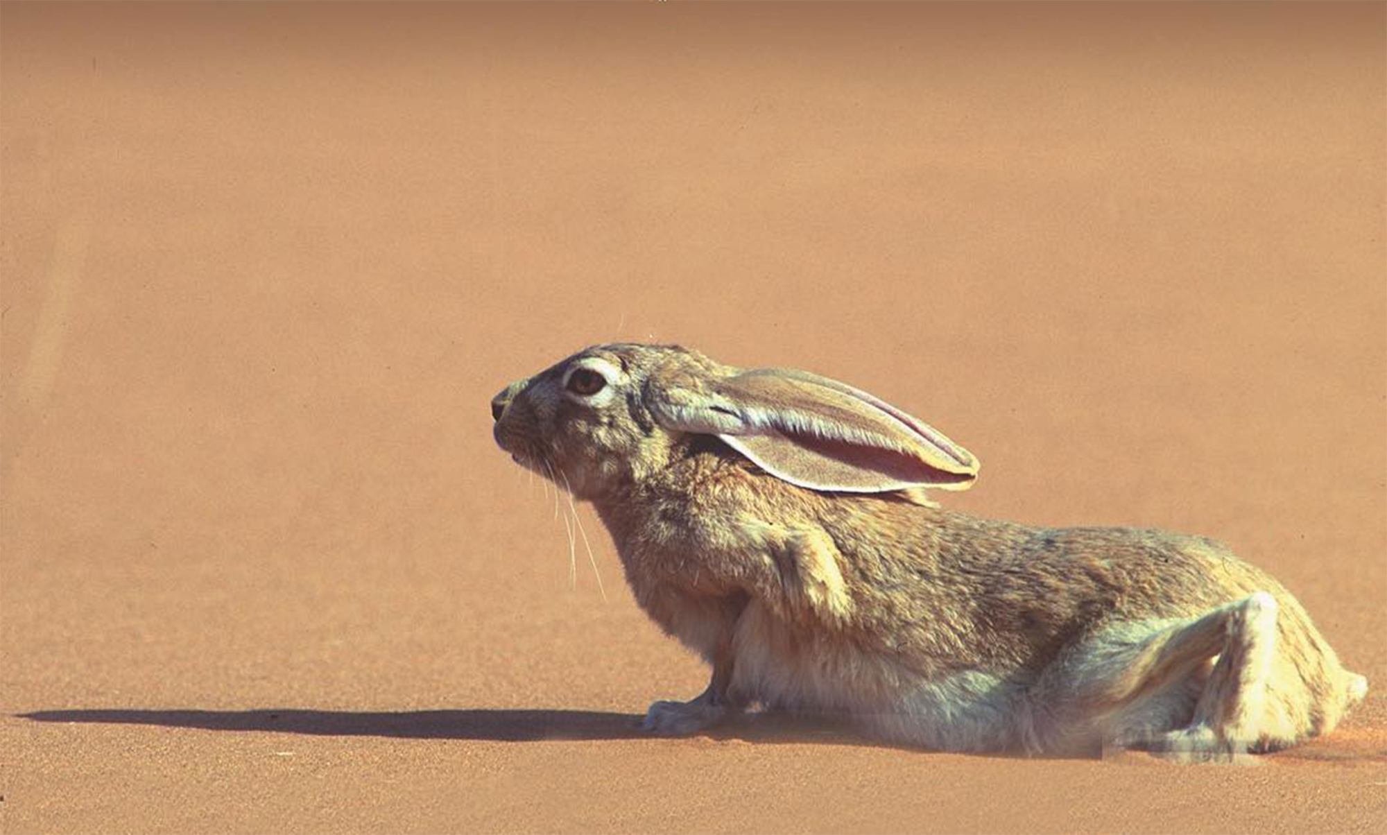 Cape Hare - Saudipedia
