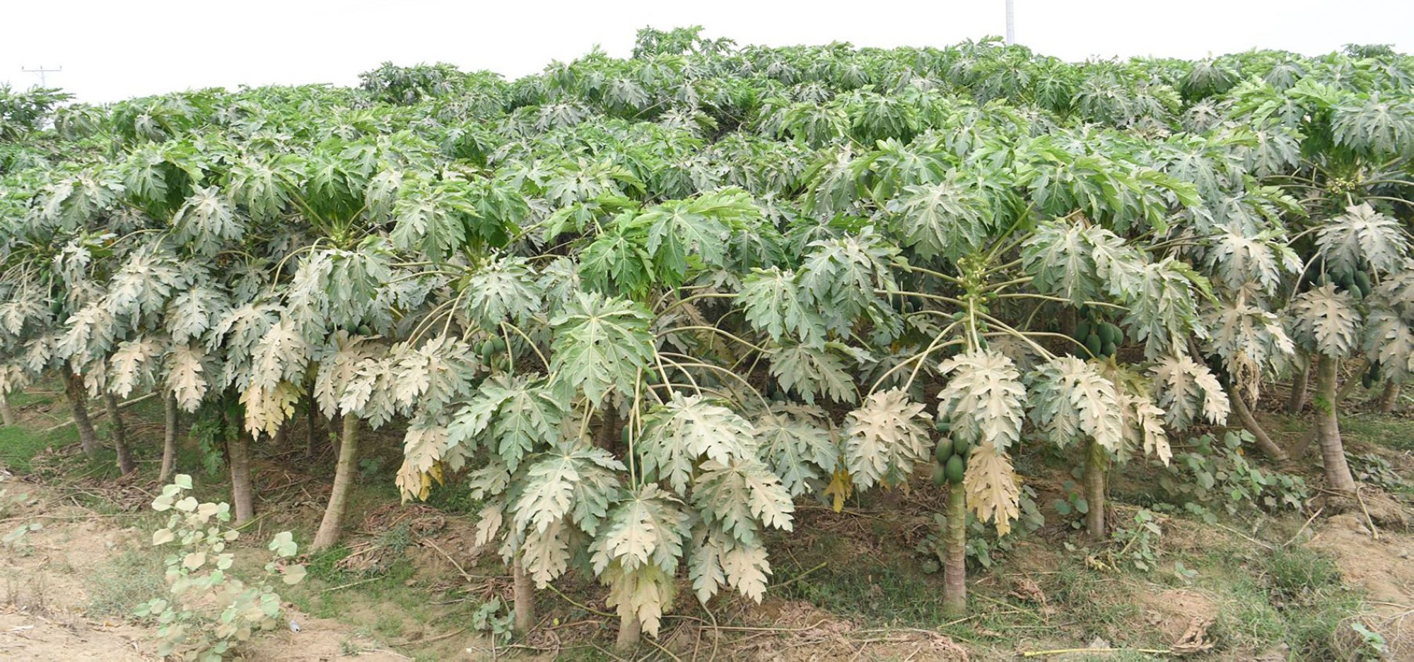 نبات الباباي - سعوديبيديا