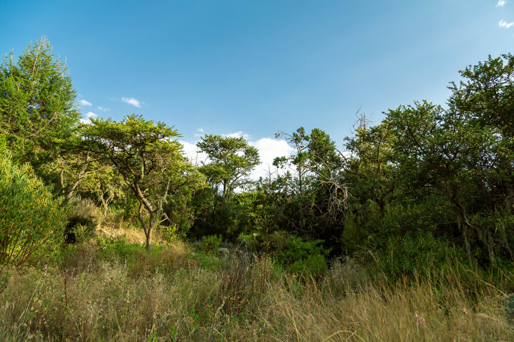 What Do Forests in Saudi Arabia Consist of? - Saudipedia
