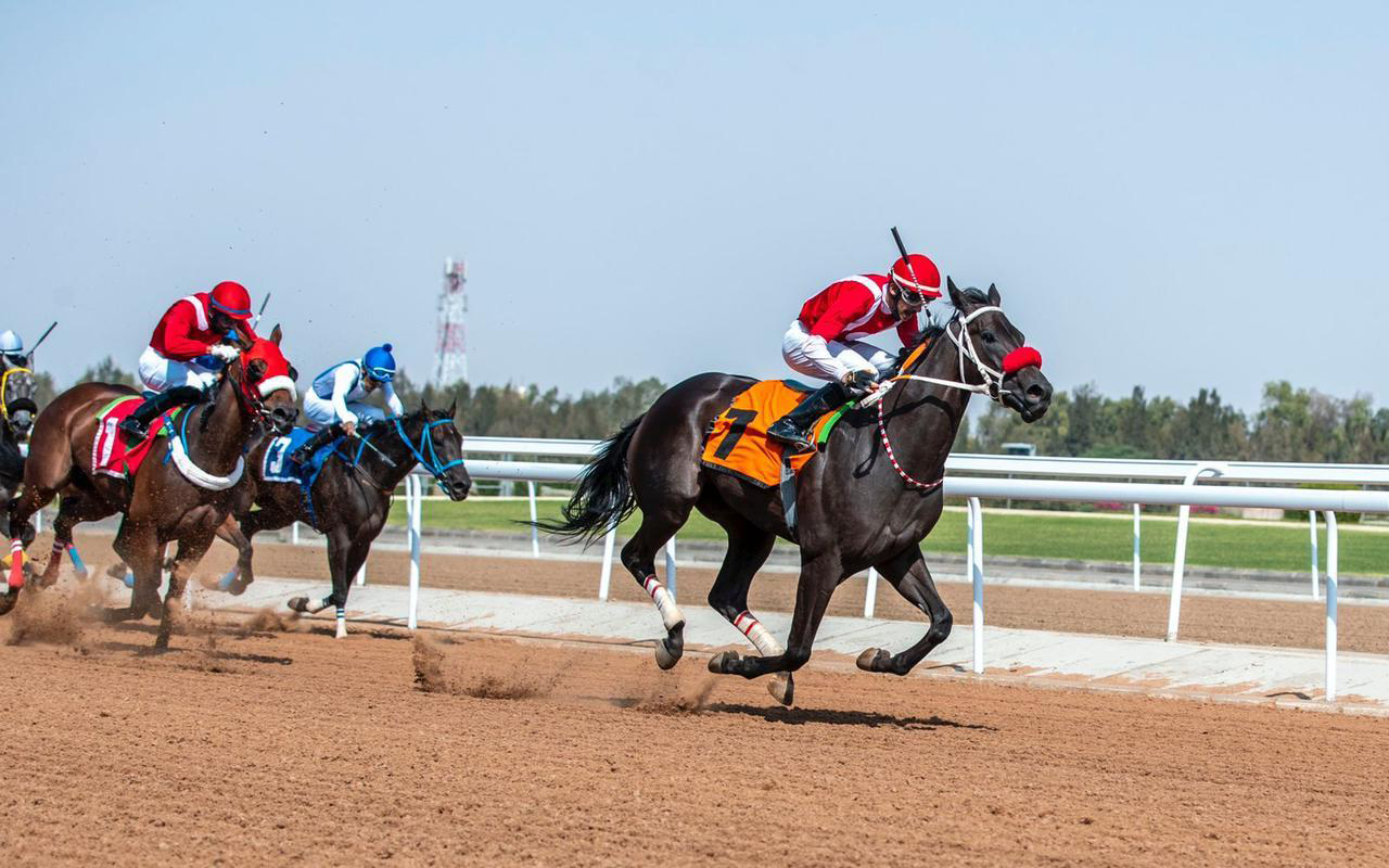 La King Faisal Cup pour les chevaux arabes pur-sang - Saudipedia