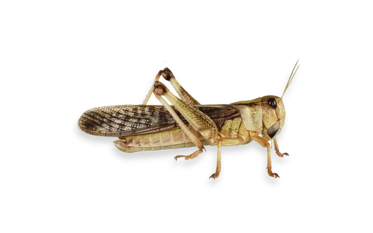 Desert Locust - Saudipedia