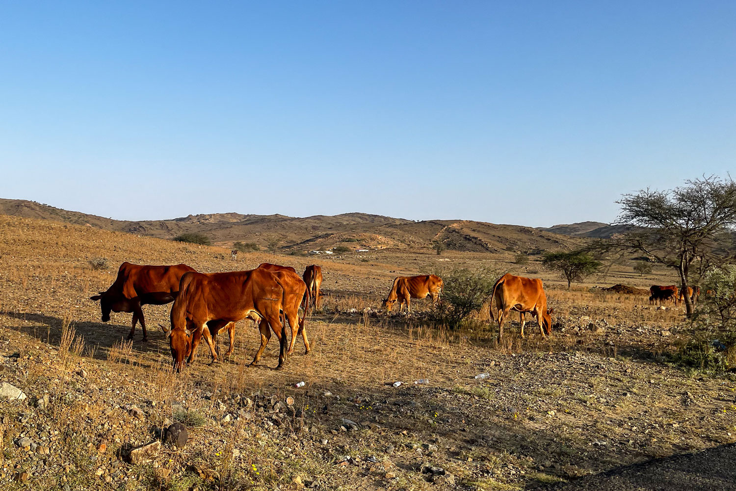 Cattle Farming in Saudi Arabia - Saudipedia