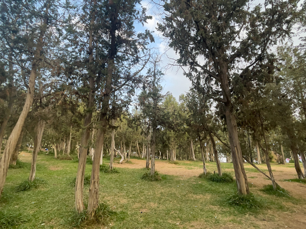 Forests in Saudi Arabia - Saudipedia