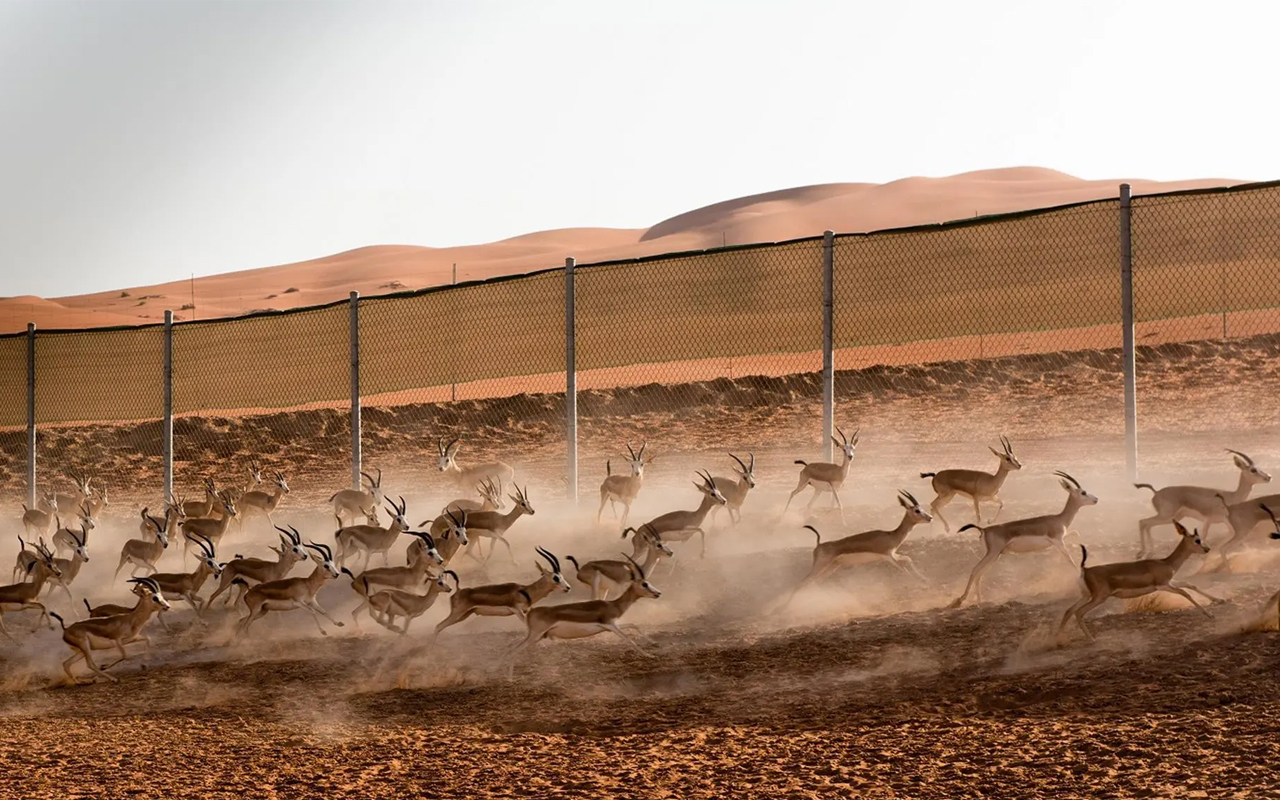 Tanajib Sanctuary - Saudipedia