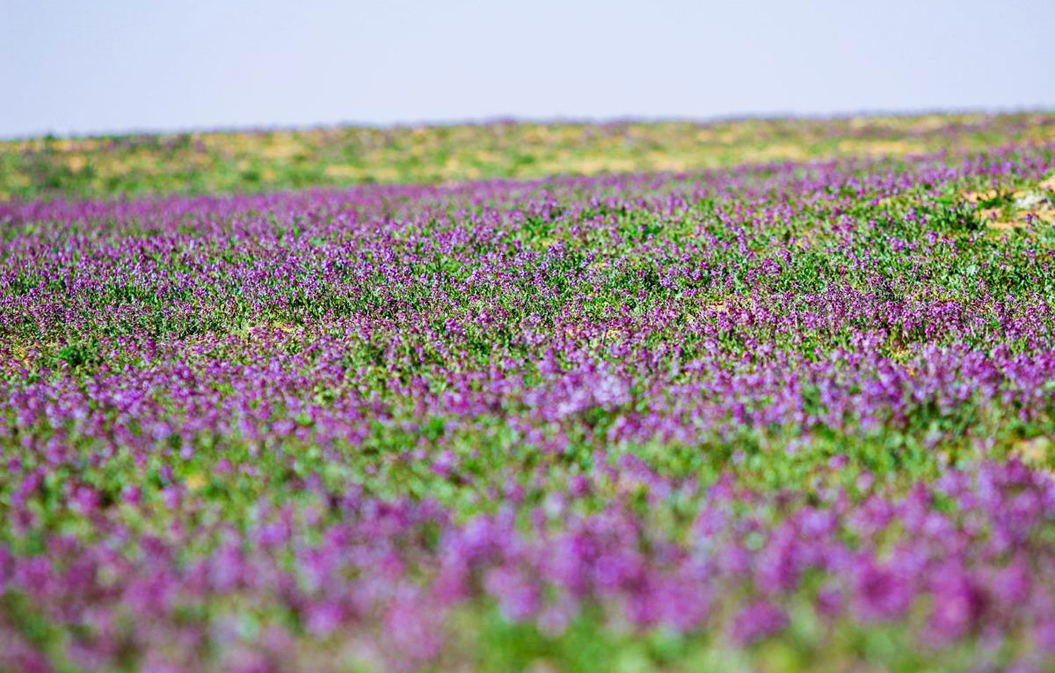 Why Was Purple Color Selected for the Royal Ceremonial Carpets in Saudi ...