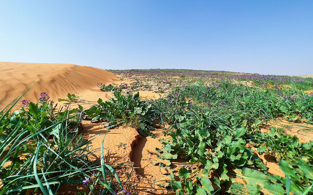 National Environment Strategy - Saudipedia