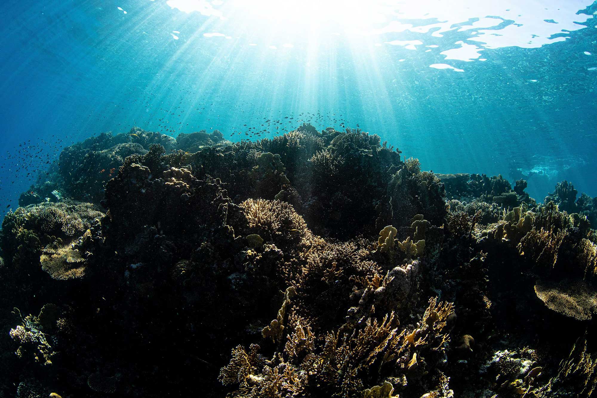 List of Coral Reefs in Saudi Arabia - Saudipedia