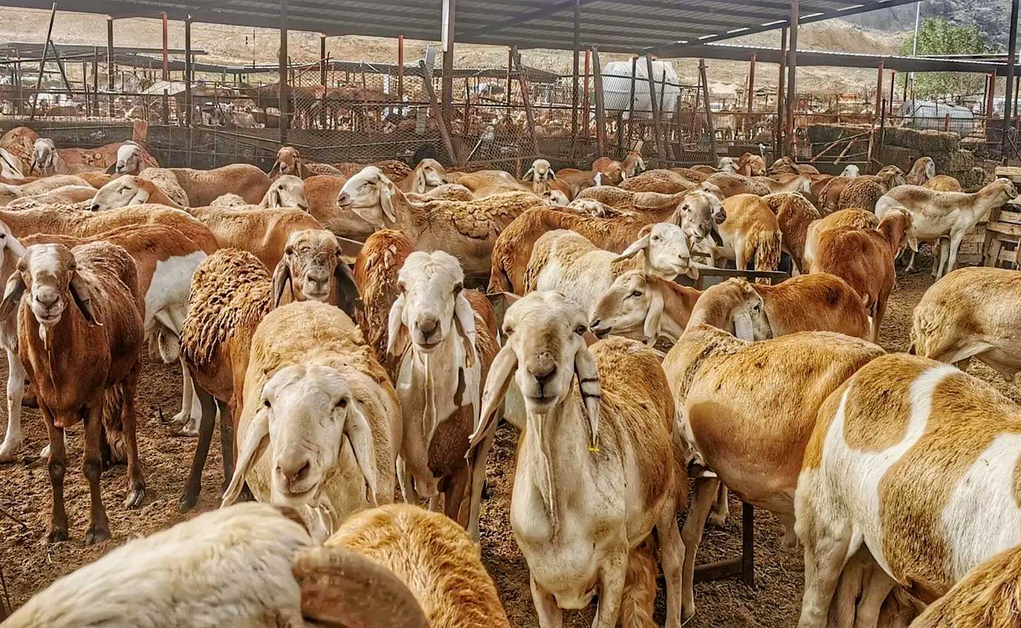 What is the Kingdom's Production Volume of Sheep? - Saudipedia