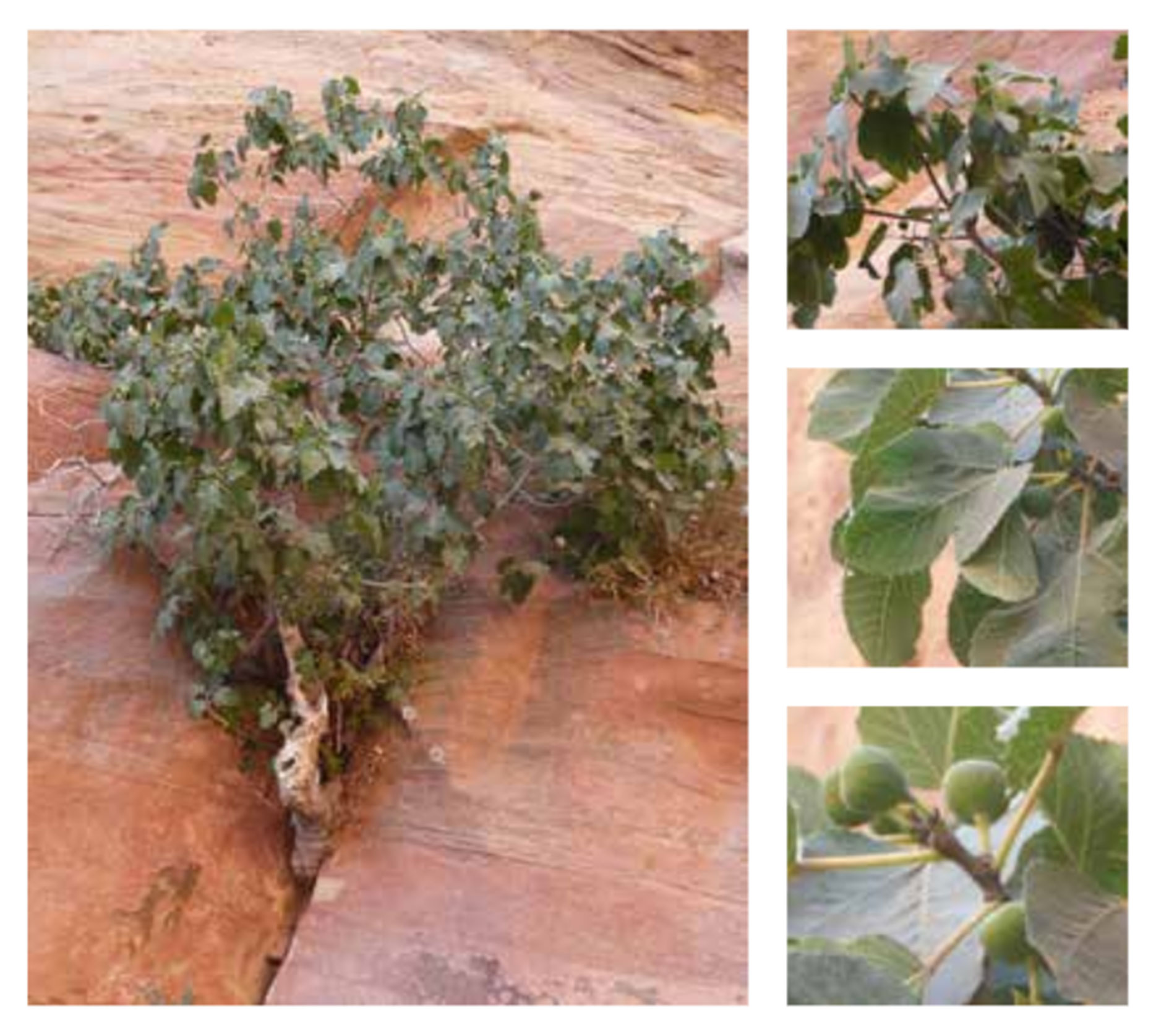 Sycamore Fig - Saudipedia