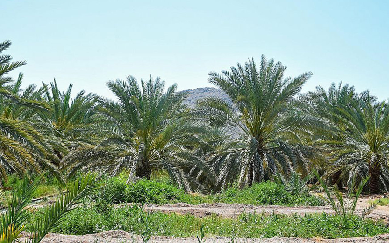 Anbara Dates - Saudipedia